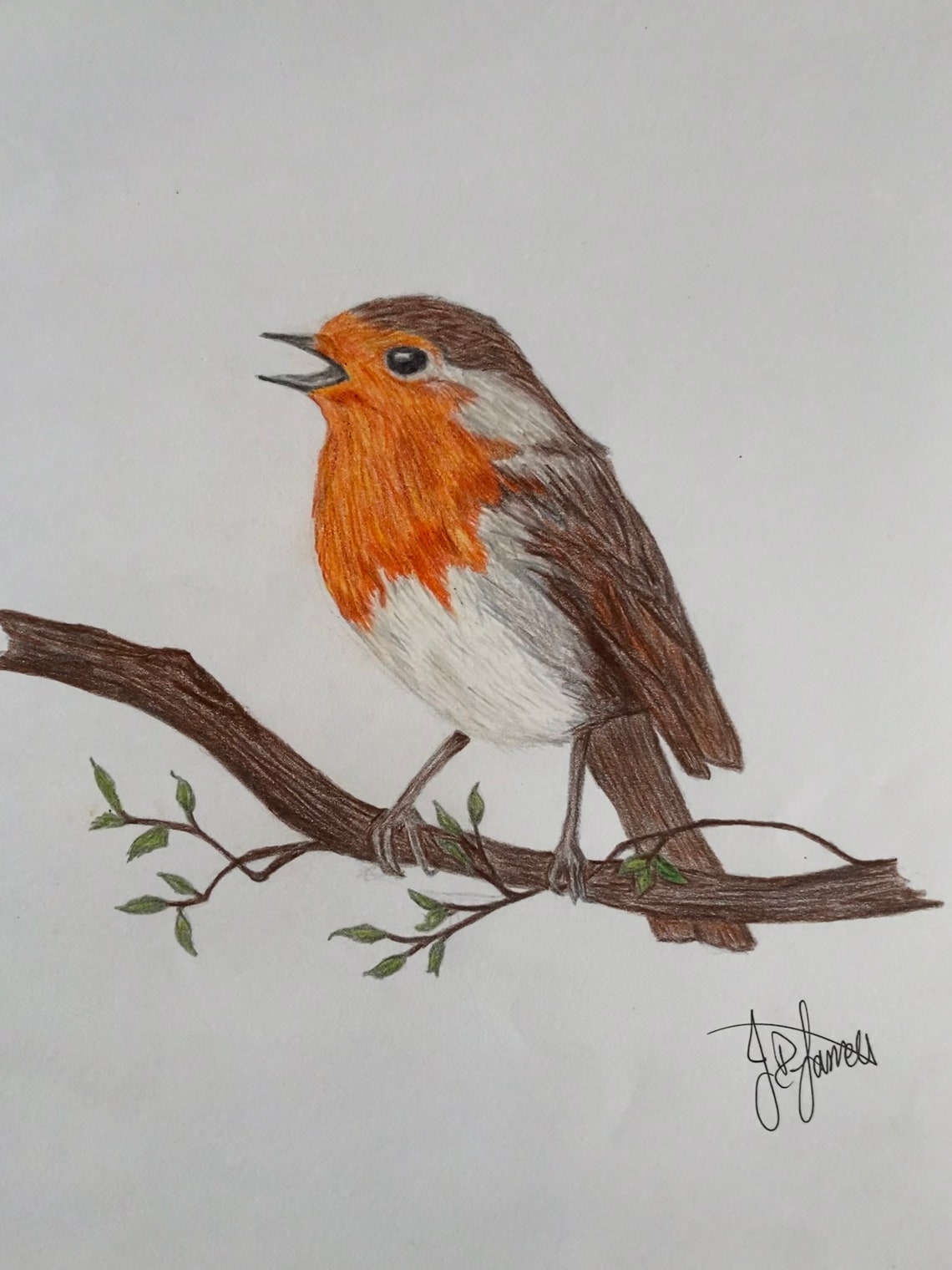 Singing Robin Coloured Water Pencil Drawing A4 Print - Etsy