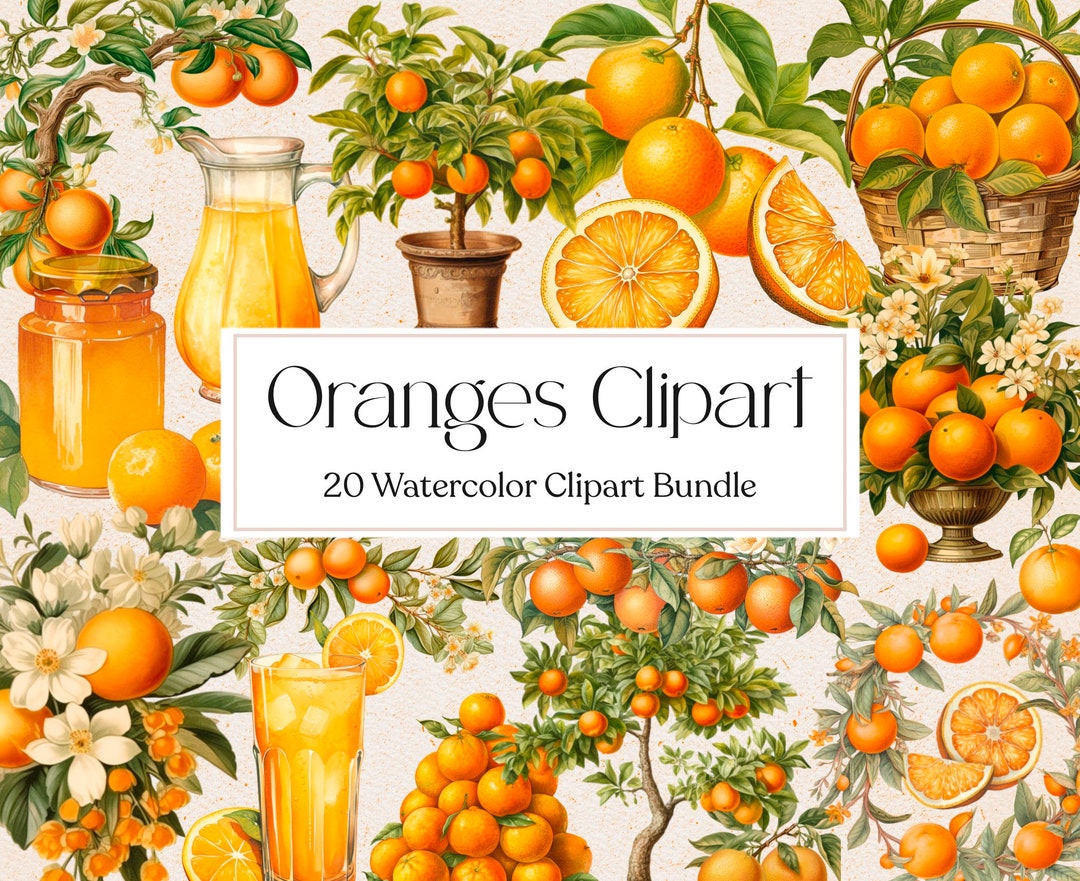 20 Watercolor Oranges Clipart, Fruit Clipart, Oranges Basket Png, Junk ...