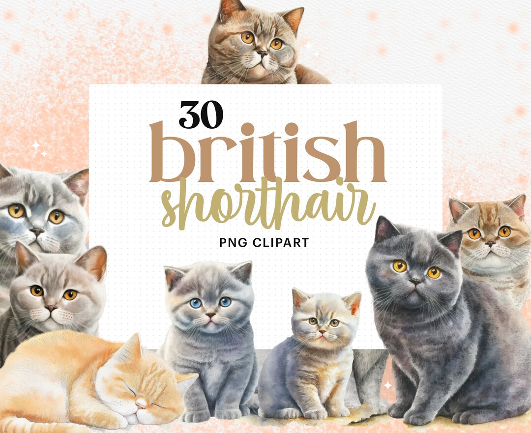 30 British Shorthair Cat Clipart PNG Images, Fat Cat, Cat Clipart ...
