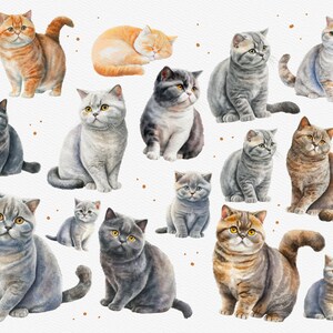 30 British Shorthair Cat Clipart PNG Images, Fat Cat, Cat Clipart ...