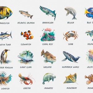 40 Ocean Animal Clipart, Sea Animal Clipart, Whale, Dolphin, Sea Turtle ...