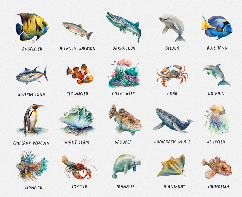 40 Ocean Animal Clipart Sea Animal Clipart Whale Dolphin - Etsy UK