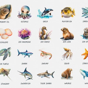 40 Ocean Animal Clipart, Sea Animal Clipart, Whale, Dolphin, Sea Turtle ...