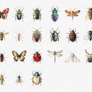 Vintage Bugs Clipart, Watercolor Antique Insect PNG, Junk Journal ...