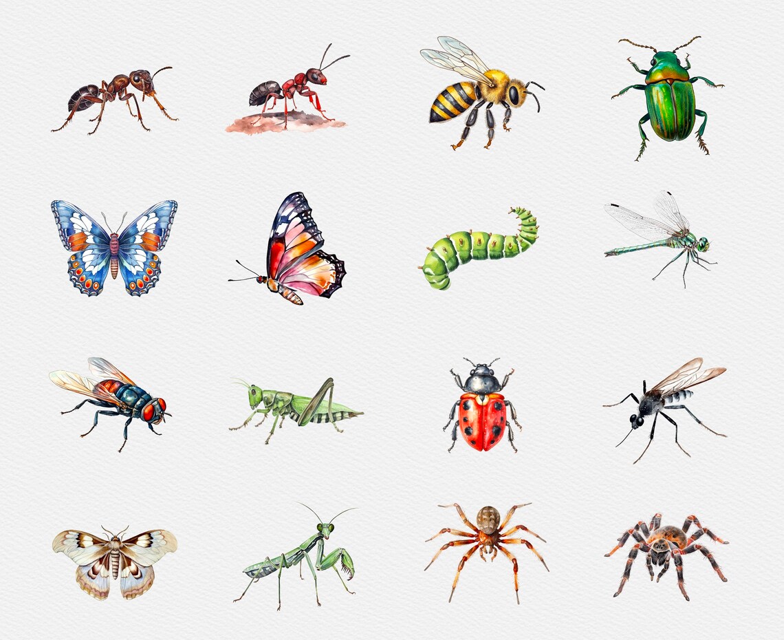 16 Watercolor Bugs Clipart, Watercolor Insect, Nature Clipart ...