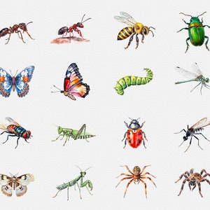 16 Watercolor Bugs Clipart, Watercolor Insect, Nature Clipart ...