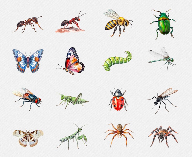 16 Watercolor Bugs Clipart, Watercolor Insect, Nature Clipart ...