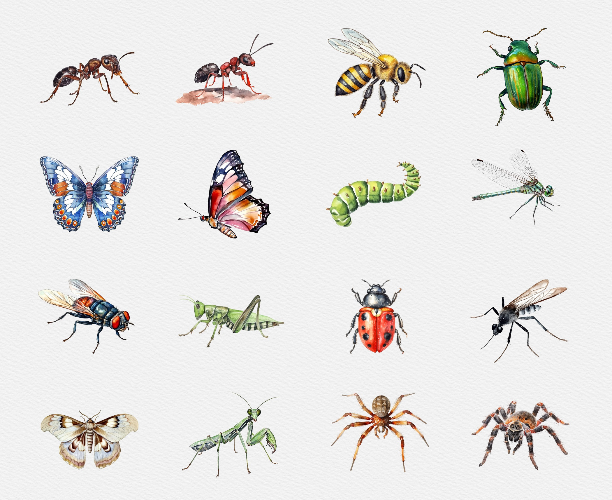16 Watercolor Bugs Clipart, Watercolor Insect, Nature Clipart ...