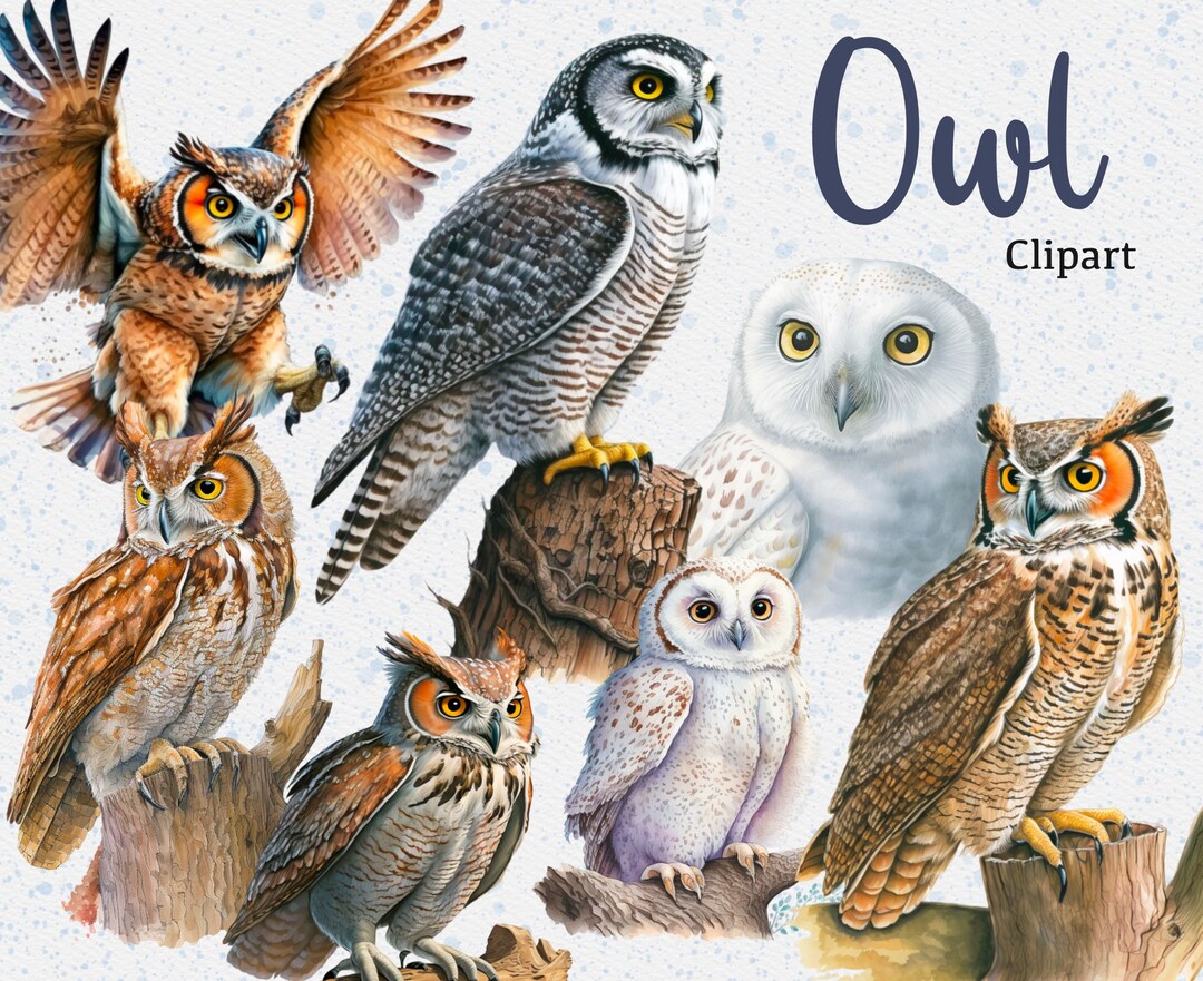16 Owl Clipart, Watercolor Owl Clipart, Cute Owl Clipart, Bird Png ...