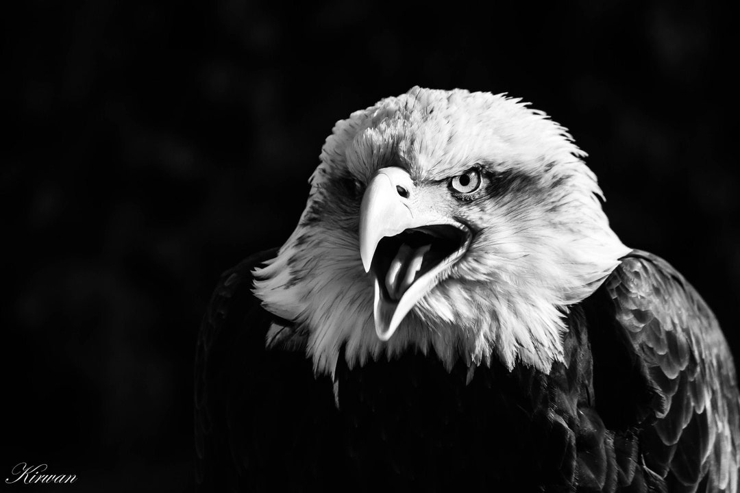 Winner: Bird Portrait Photographer of the Year 2016 - Etsy