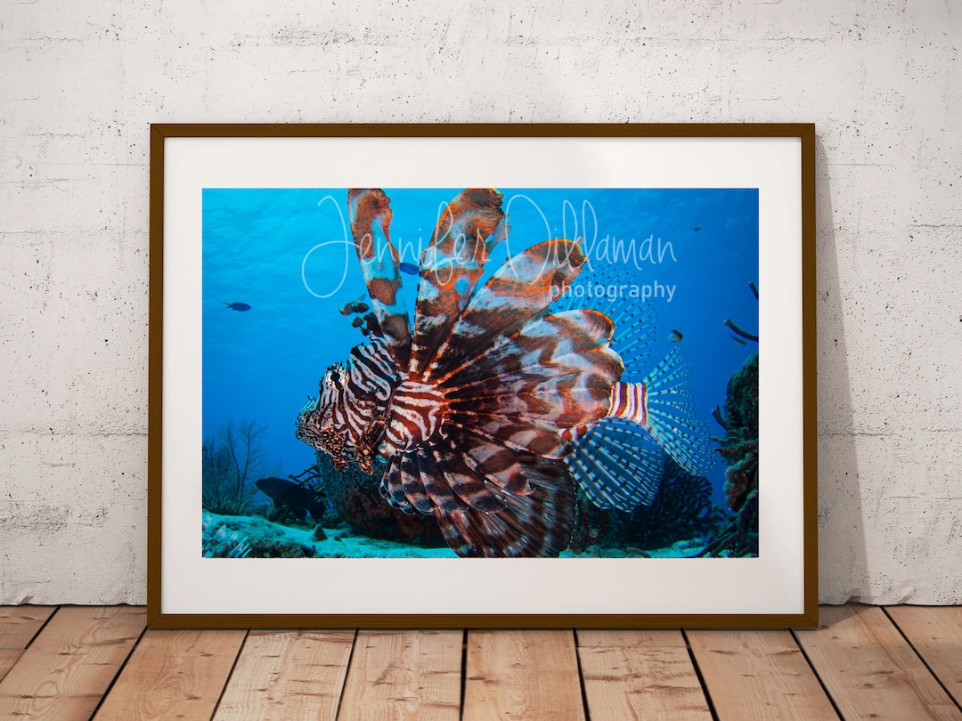 Lionfish Fin Fan Photograph, Custom Print or Canvas - Etsy