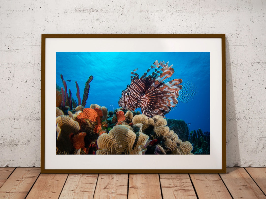 Lionfish Reefscape Photograph, Custom Print or Canvas - Etsy