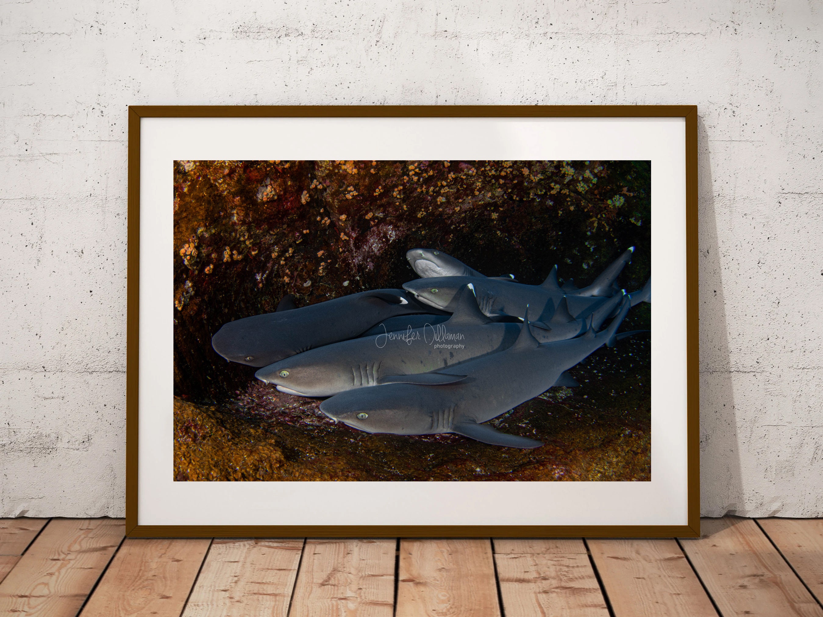 White Tip Shark Pile up Photograph Custom Print or Canvas - Etsy