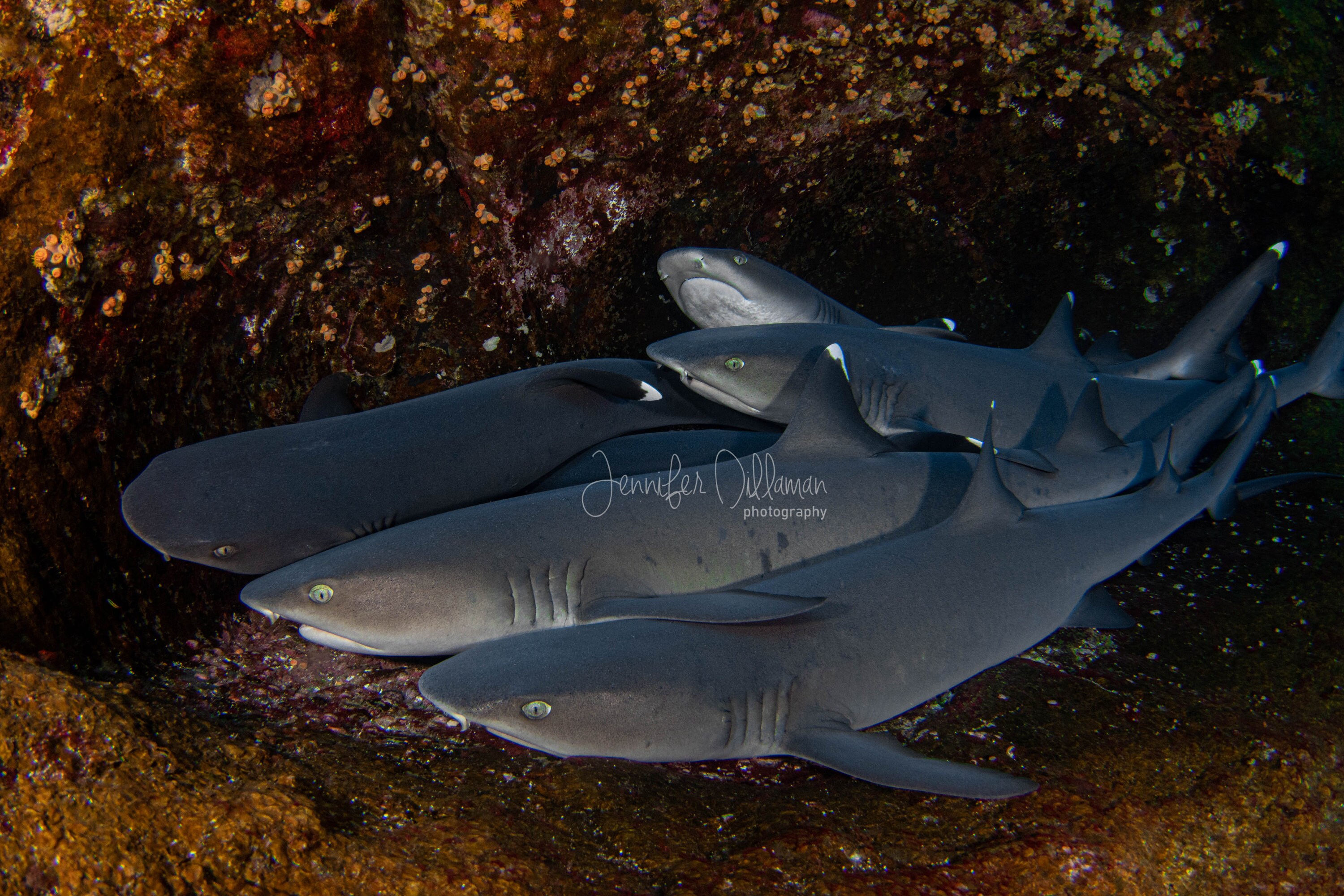 White Tip Shark Pile up Photograph Custom Print or Canvas - Etsy