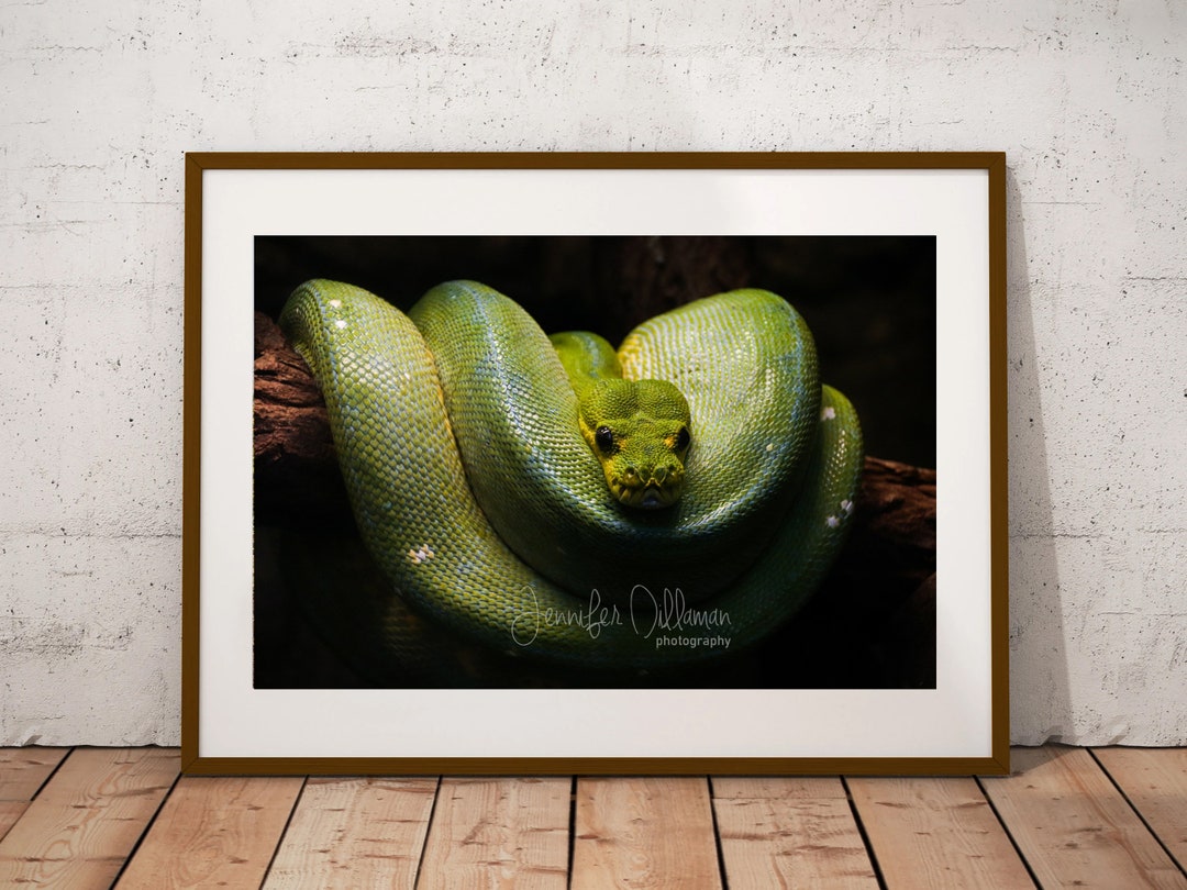 Green Tree Python Photograph Custom Print and Canvas - Etsy