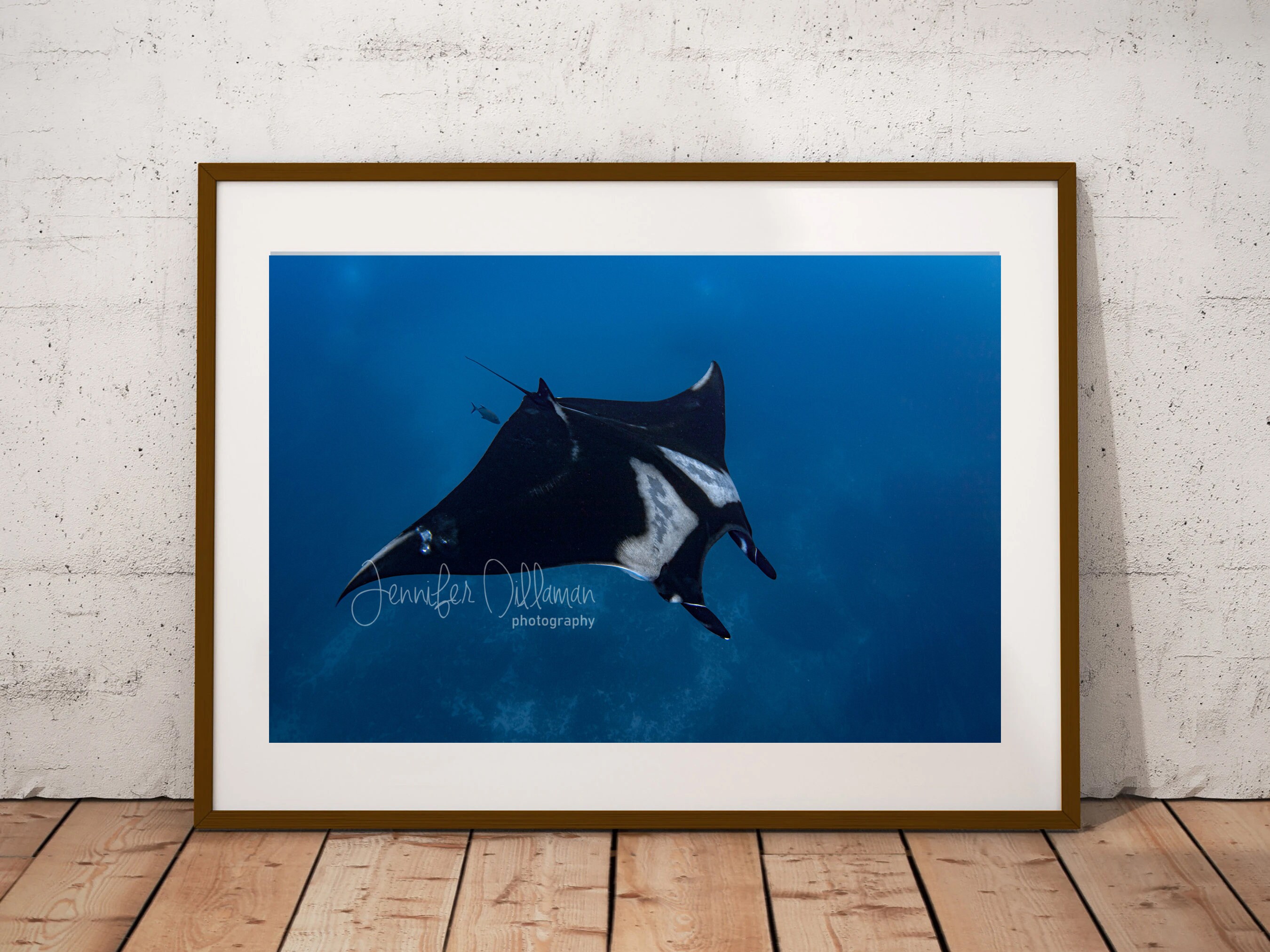 Giant Manta Swim Photograph Custom Print or Canvas - Etsy