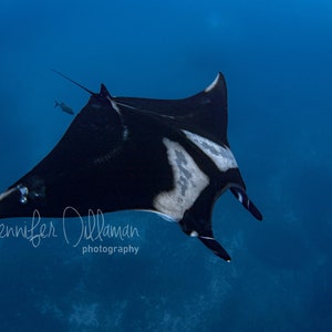 Giant Manta Swim Photograph Custom Print or Canvas | Etsy
