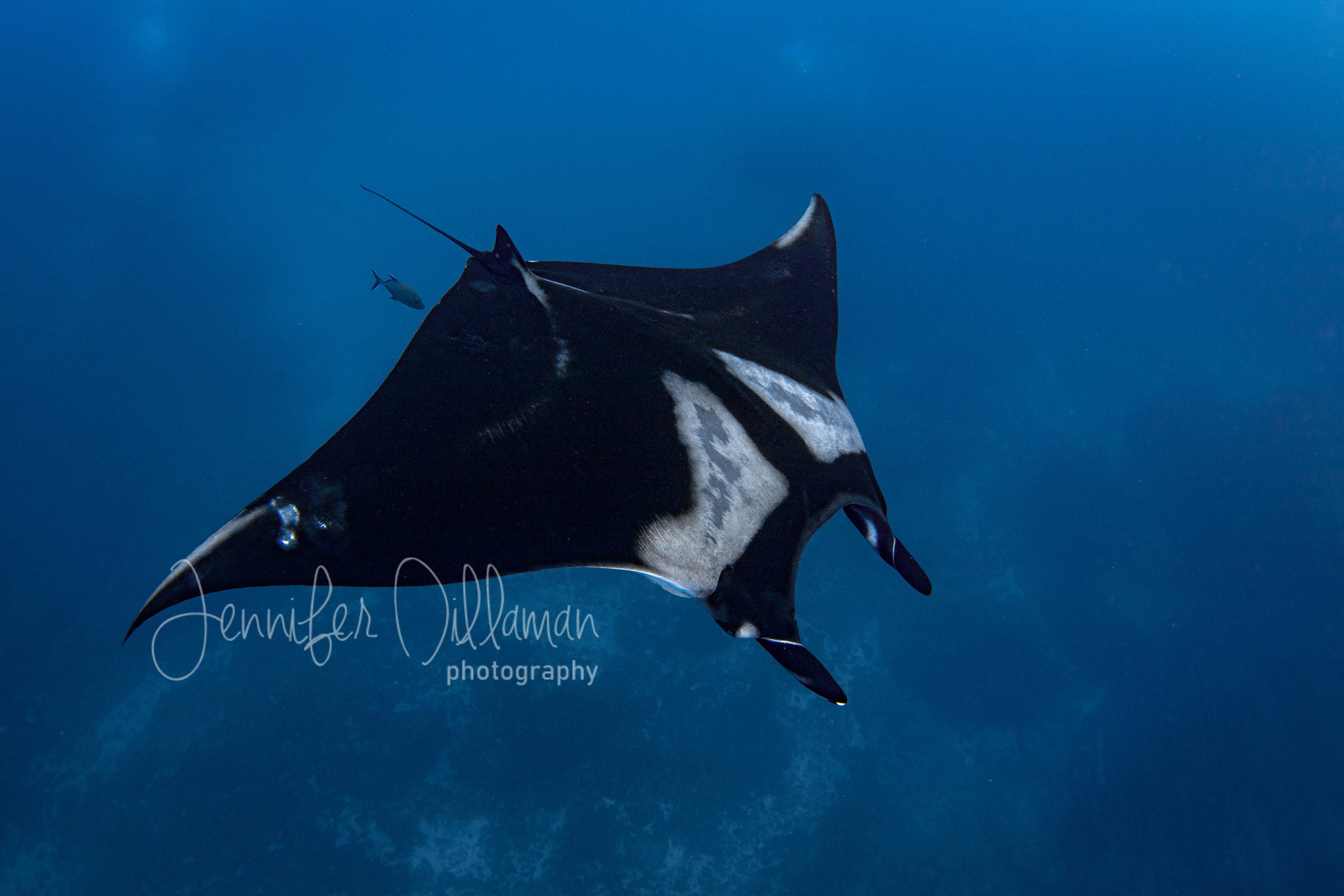 Giant Manta Swim Photograph Custom Print or Canvas - Etsy