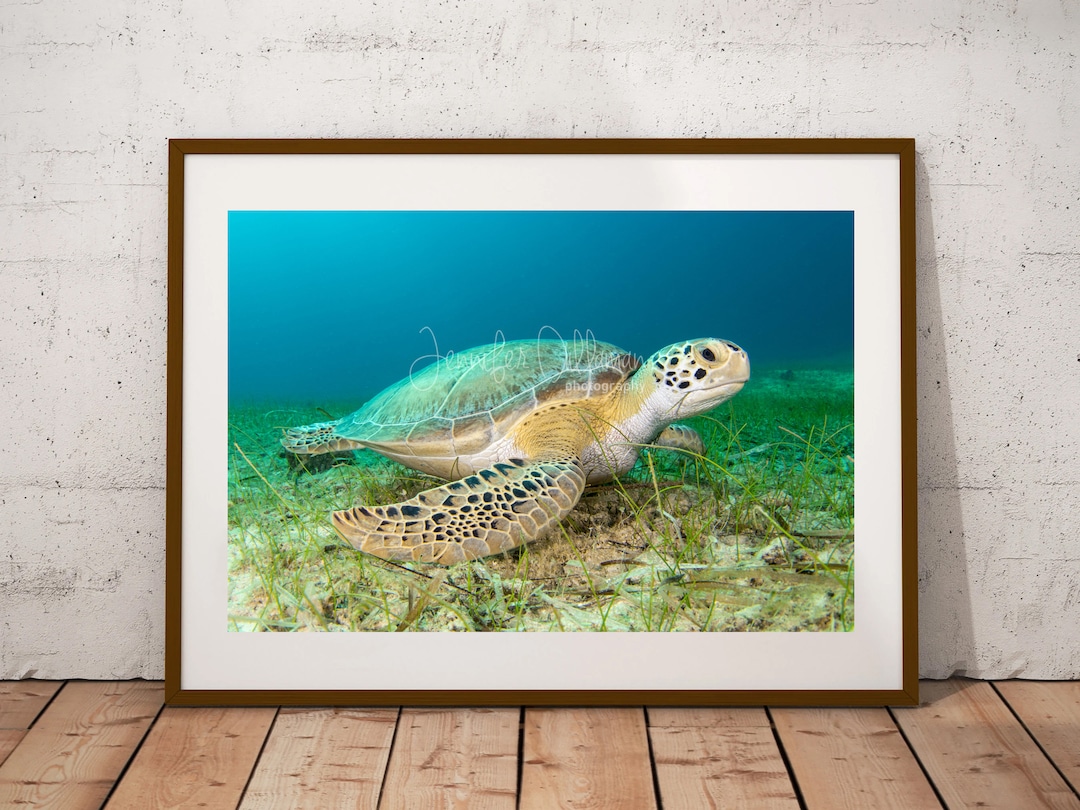 Sea Turtle Glamour Shot Photograph, Custom Print or Canvas - Etsy