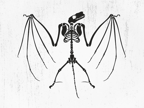 Bat Wing Bones