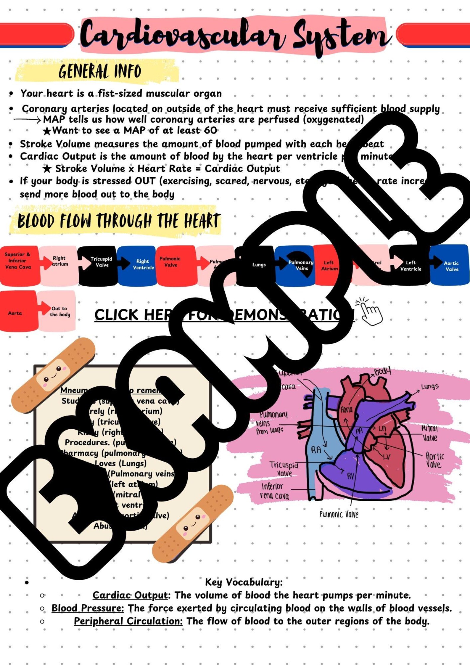 CARDIOLOGY NURSING SCHOOL Notes Key Elements That You Need to Know to ...