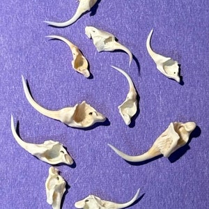 Real Rattlesnake Fangs Curiosity Jar - Etsy