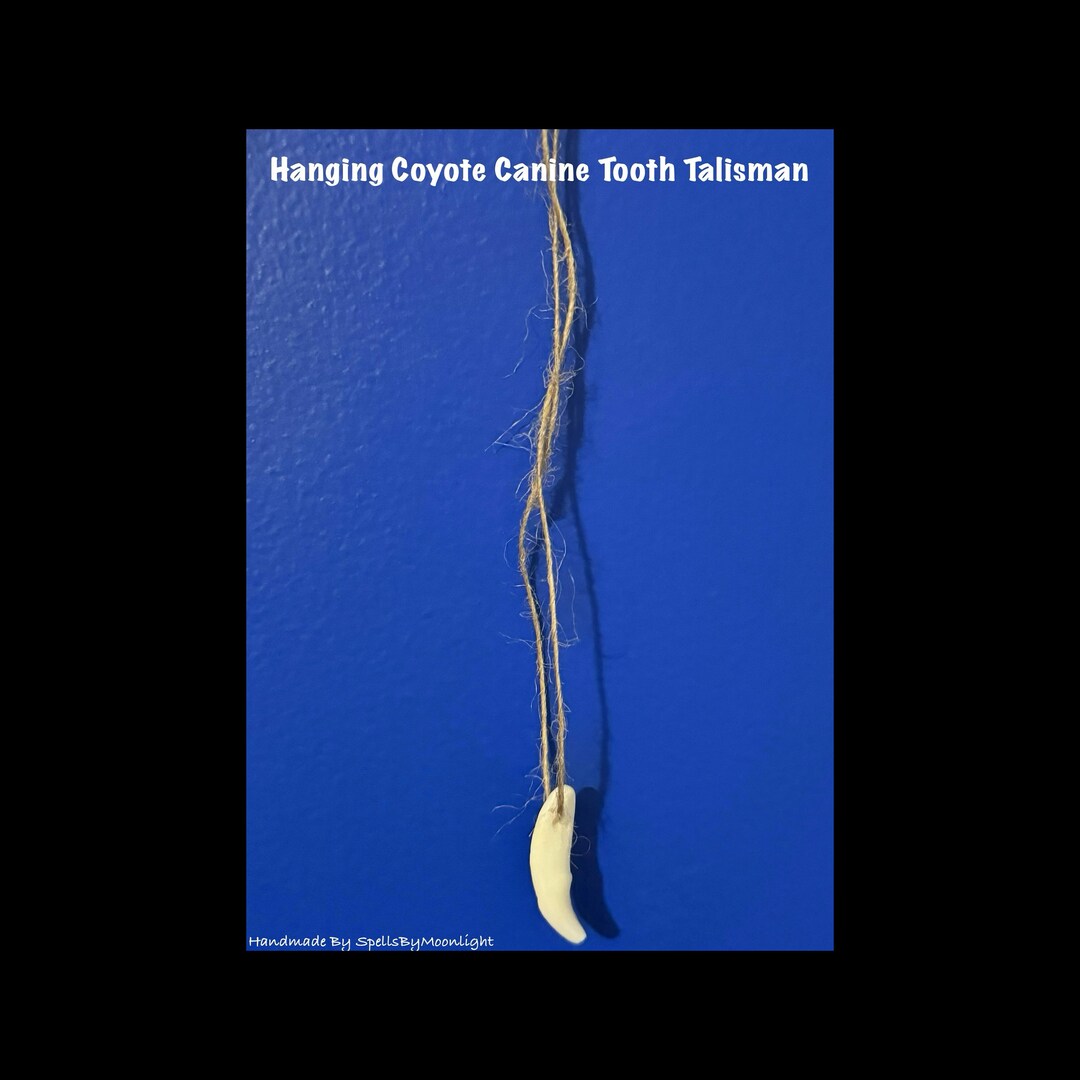 Real Coyote Canine Tooth Talisman Hanging Talisman Good Luck Charm ...