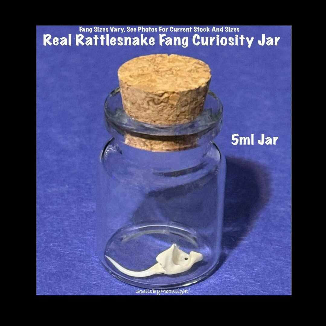 Real Rattlesnake Fangs Curiosity Jar - Etsy