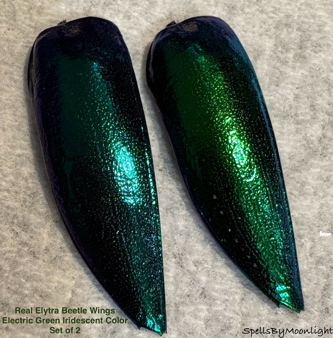 Real Elytra Beetle Wings Curiosity Jar - Etsy