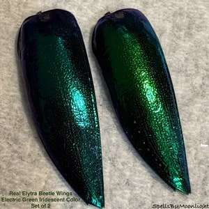 Real Elytra Beetle Wings Curiosity Jar - Etsy