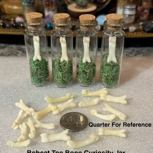 Real Bobcat Toe Bone Curiosity Jar Bone Terrarium Oddity Jar Witchy ...