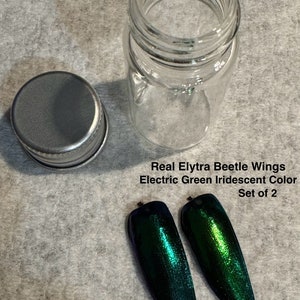 Real Elytra Beetle Wings Curiosity Jar - Etsy