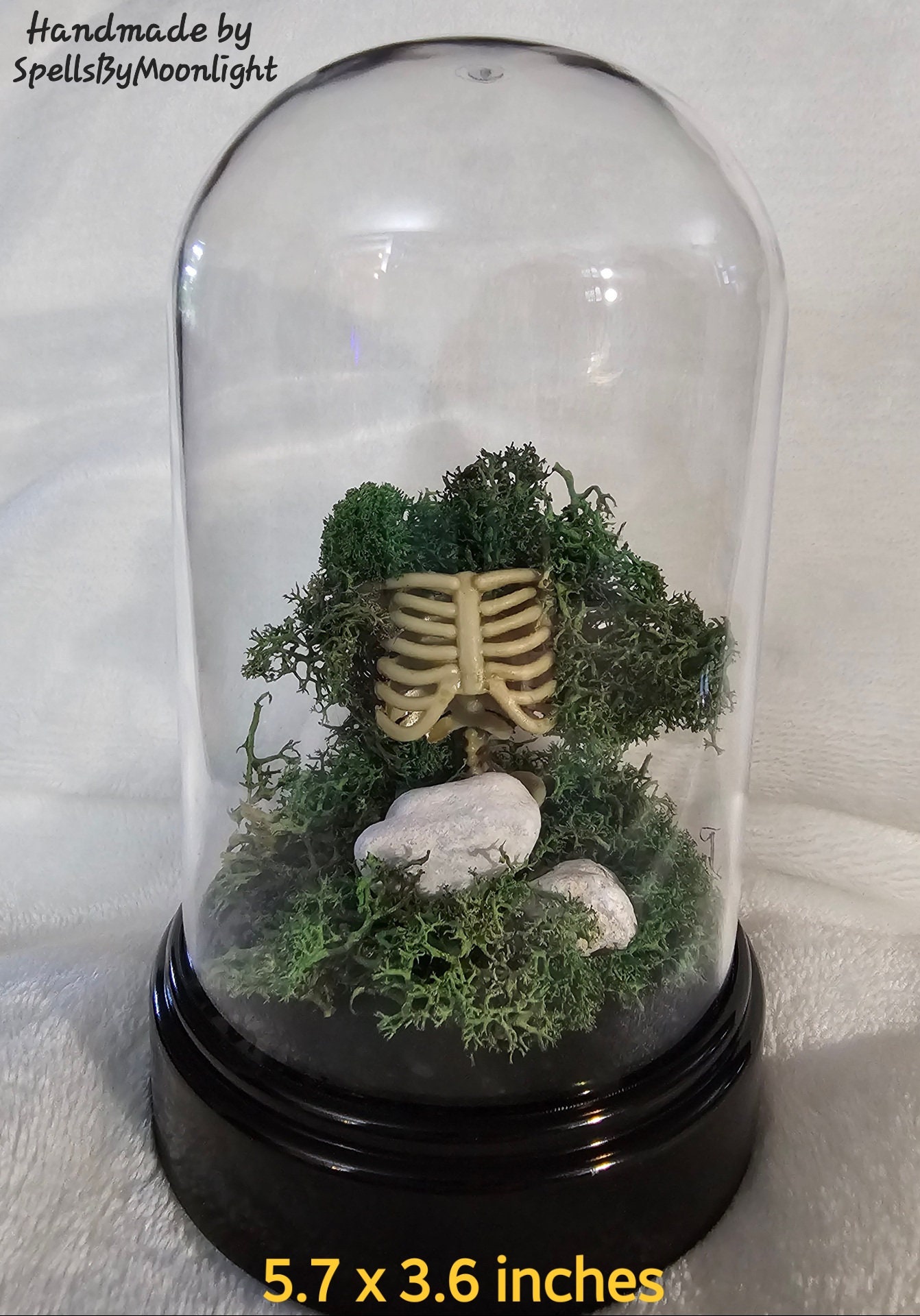 Skeleton Dome Art fake Skeleton - Etsy