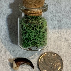 Real Coyote Claw Curiosity Jar - Etsy