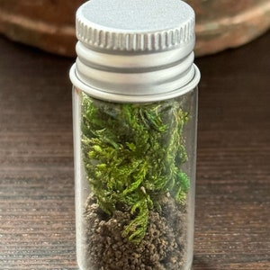 Four Elements Jars 4 Elements Altar Jars Work With the Elements Calling ...