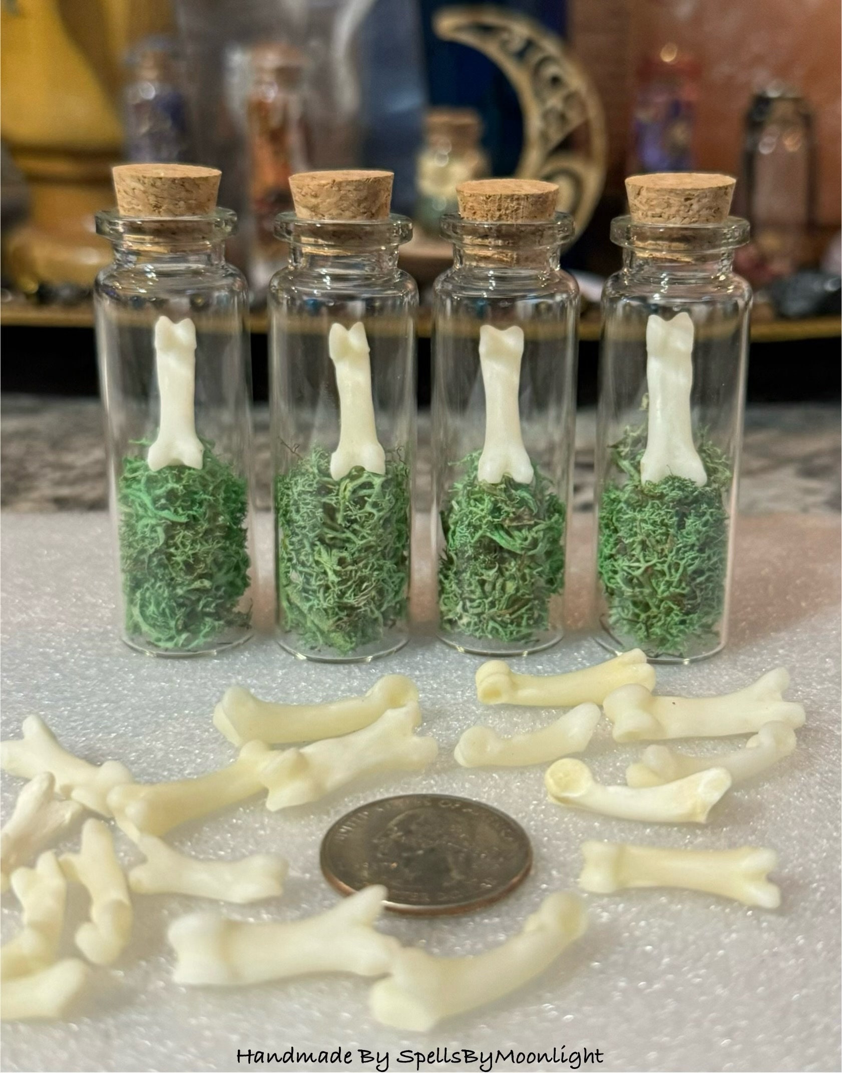 Real Bobcat Toe Bone Curiosity Jar Bone Terrarium Oddity Jar - Etsy