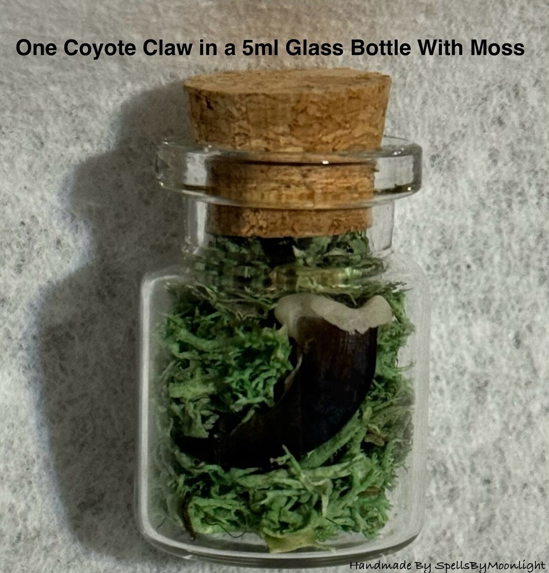 Real Coyote Claw Curiosity Jar - Etsy