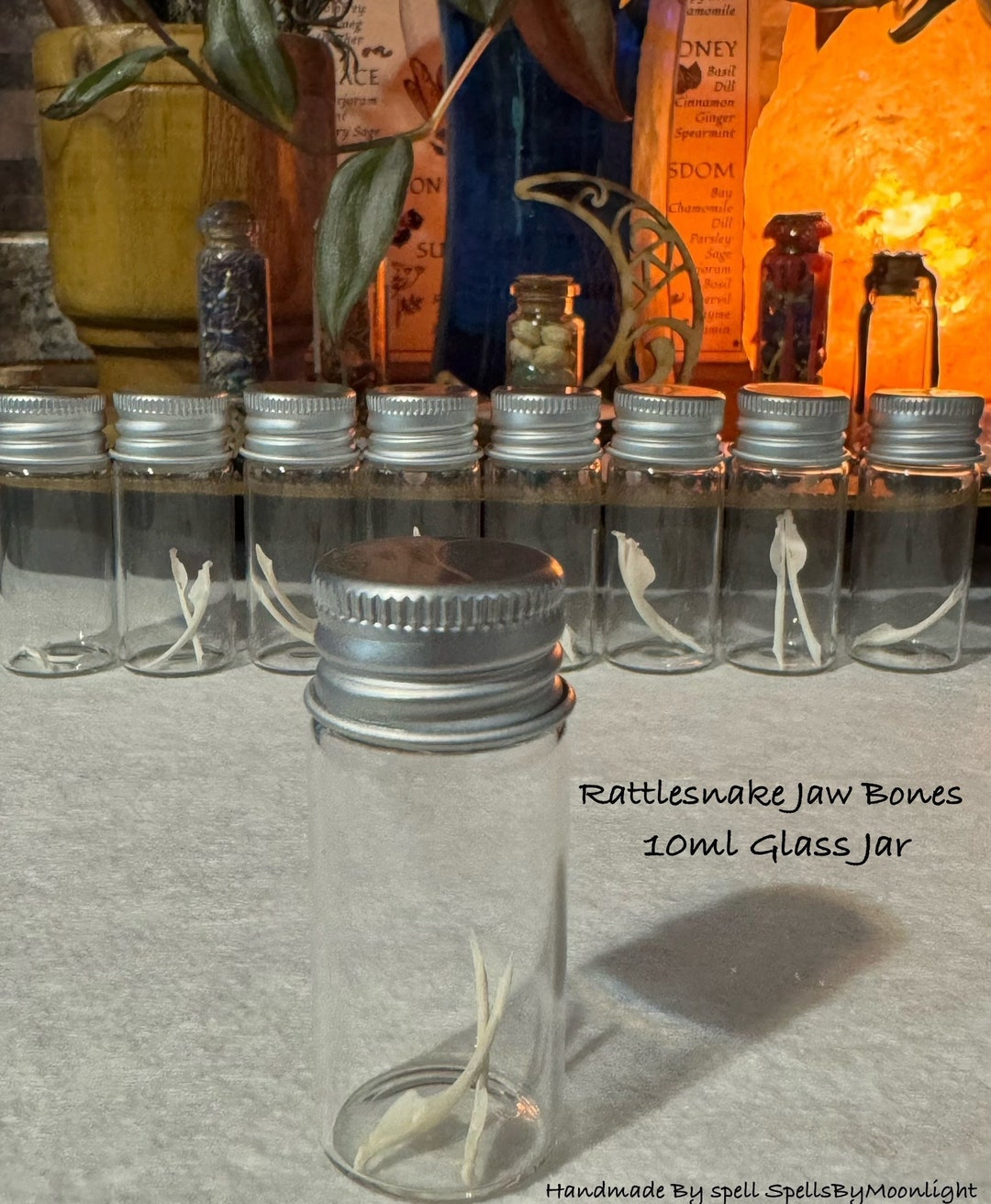 Real Rattlesnake Jaw Bones Curiosity Jar - Etsy