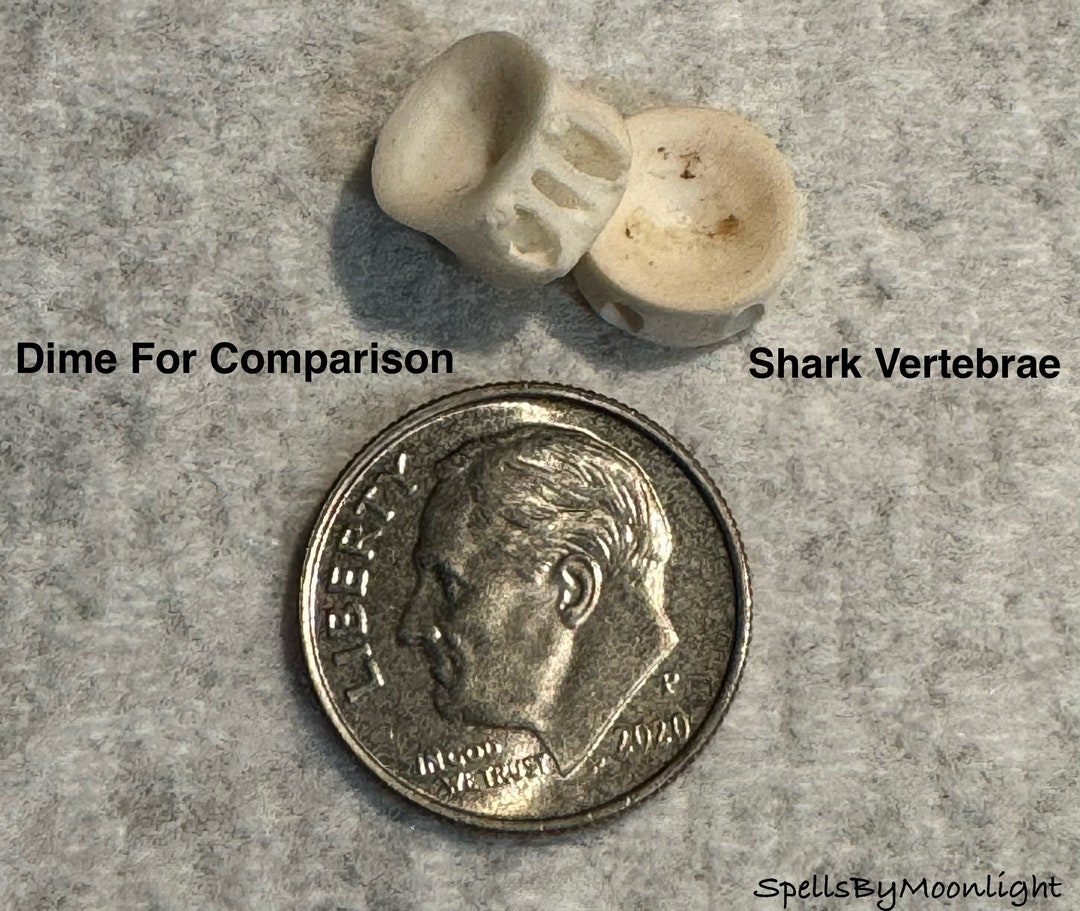 Real Shark Vertebrae - Etsy