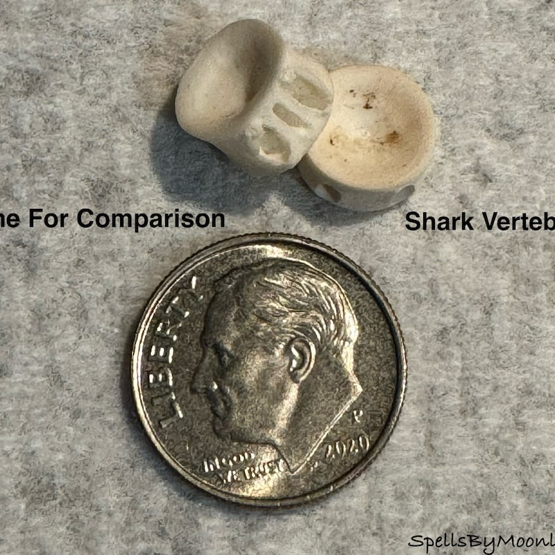 Shark Vertebrae - Etsy