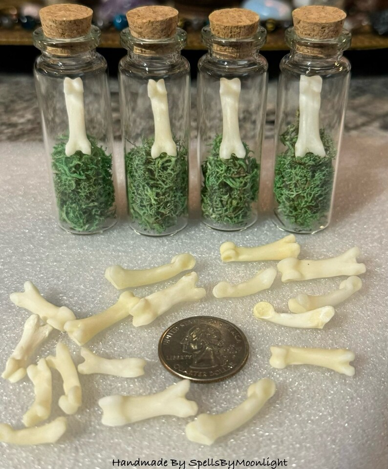 Real Bobcat Toe Bone Curiosity Jar Bone Terrarium Oddity Jar - Etsy