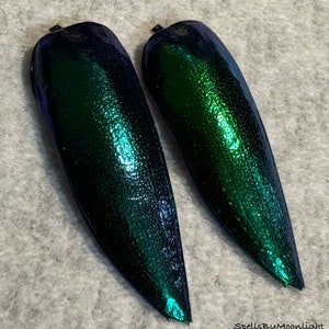 Real Elytra Beetle Wings Curiosity Jar - Etsy