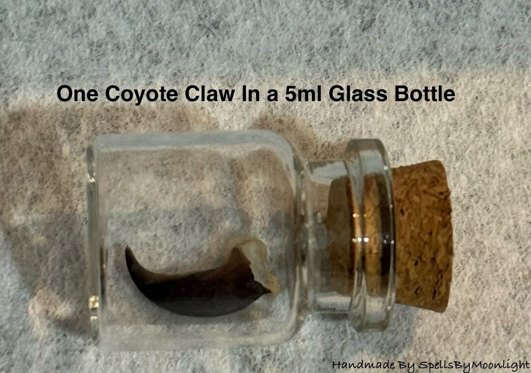 Real Coyote Claw Curiosity Jar - Etsy