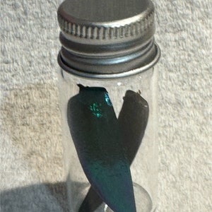Real Elytra Beetle Wings Curiosity Jar - Etsy
