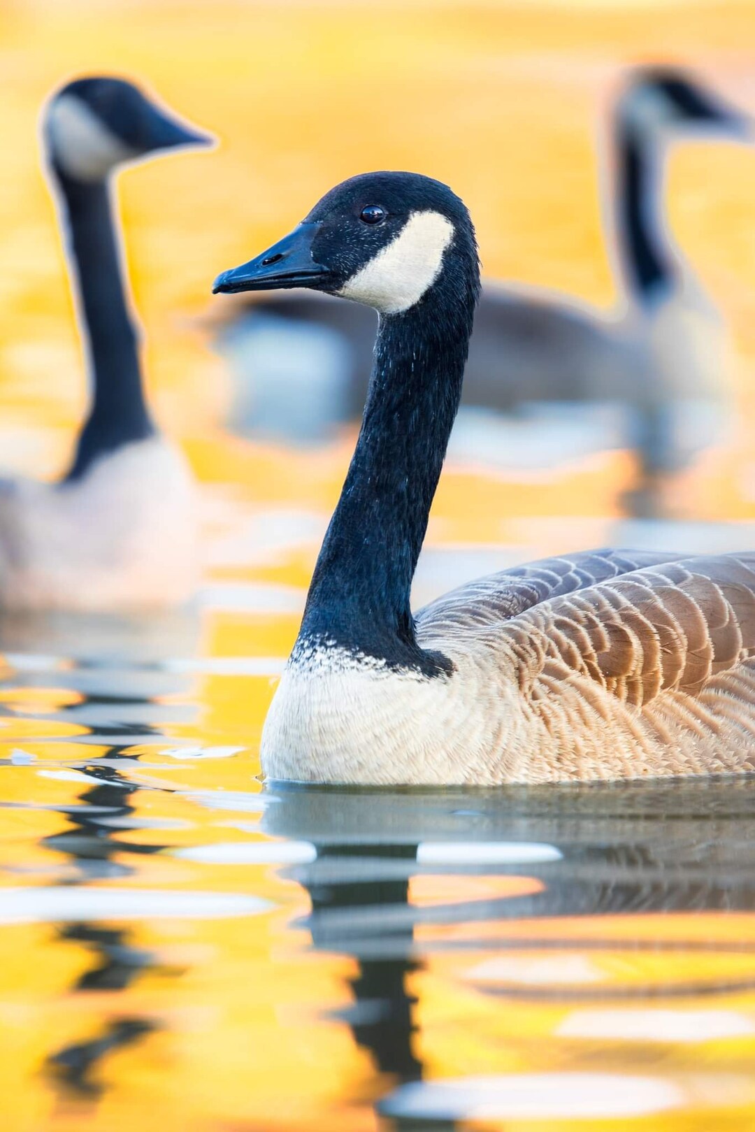 Canada Goose Print,canvas Print,geese Photograph,waterfowl Print,nature ...