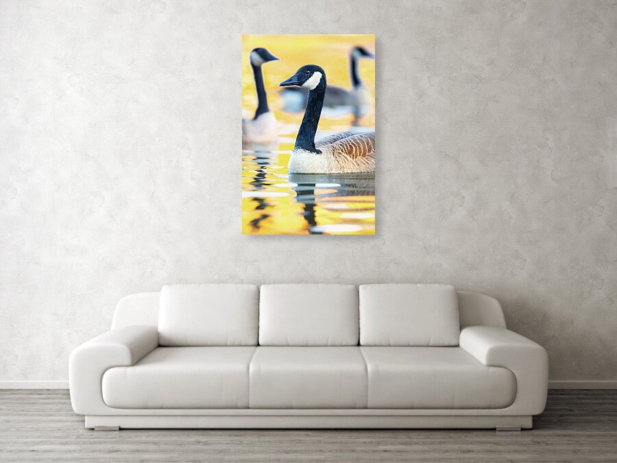 Canada Goose Print,canvas Print,geese Photograph,waterfowl Print,nature ...