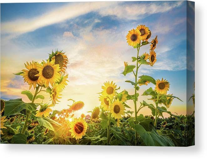 Sunflower Photograph, Sunflower Print, Canvas Print,fine Art Photograph ...