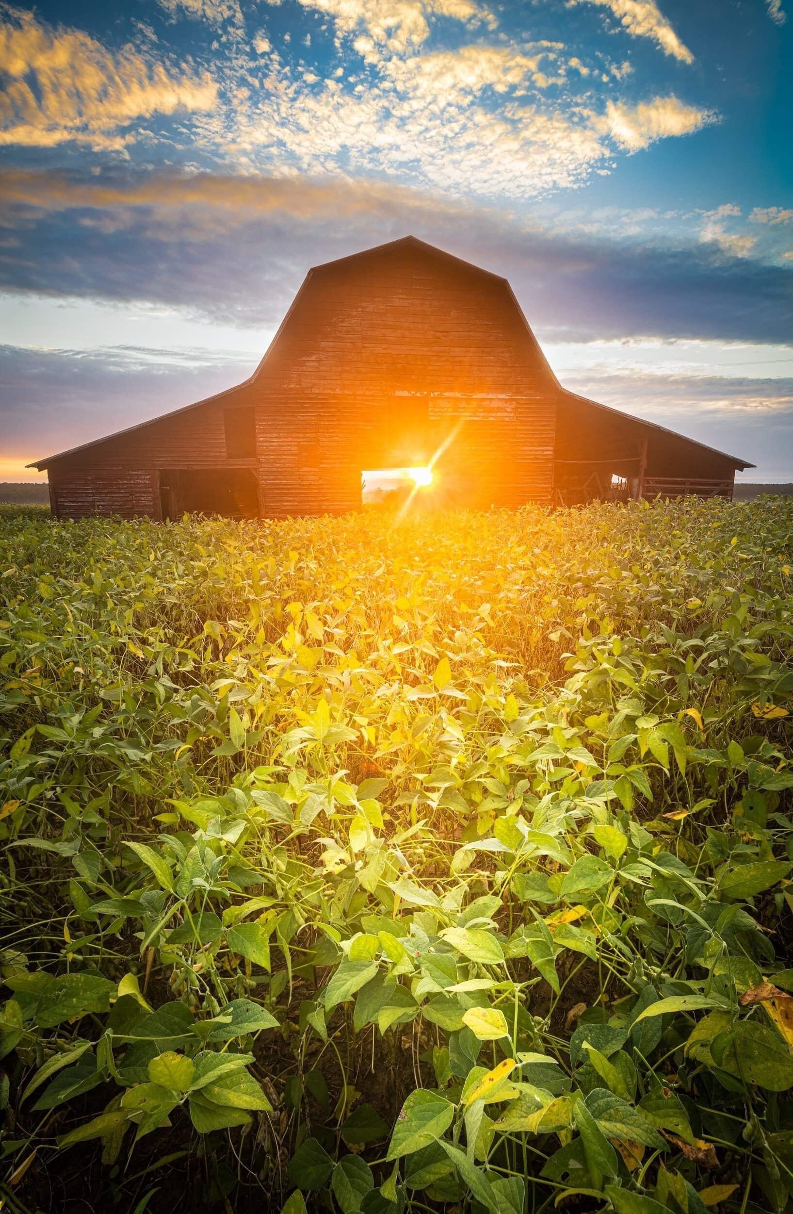 Barn Sunset Print,old Barn Photo,canvas Print, Farm Print,sunset ...