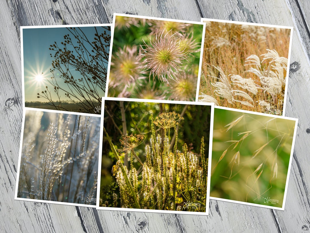 SEEDHEADS/GRASSES Greeting Cards, 6 Different Blank Cards, Handmade ...