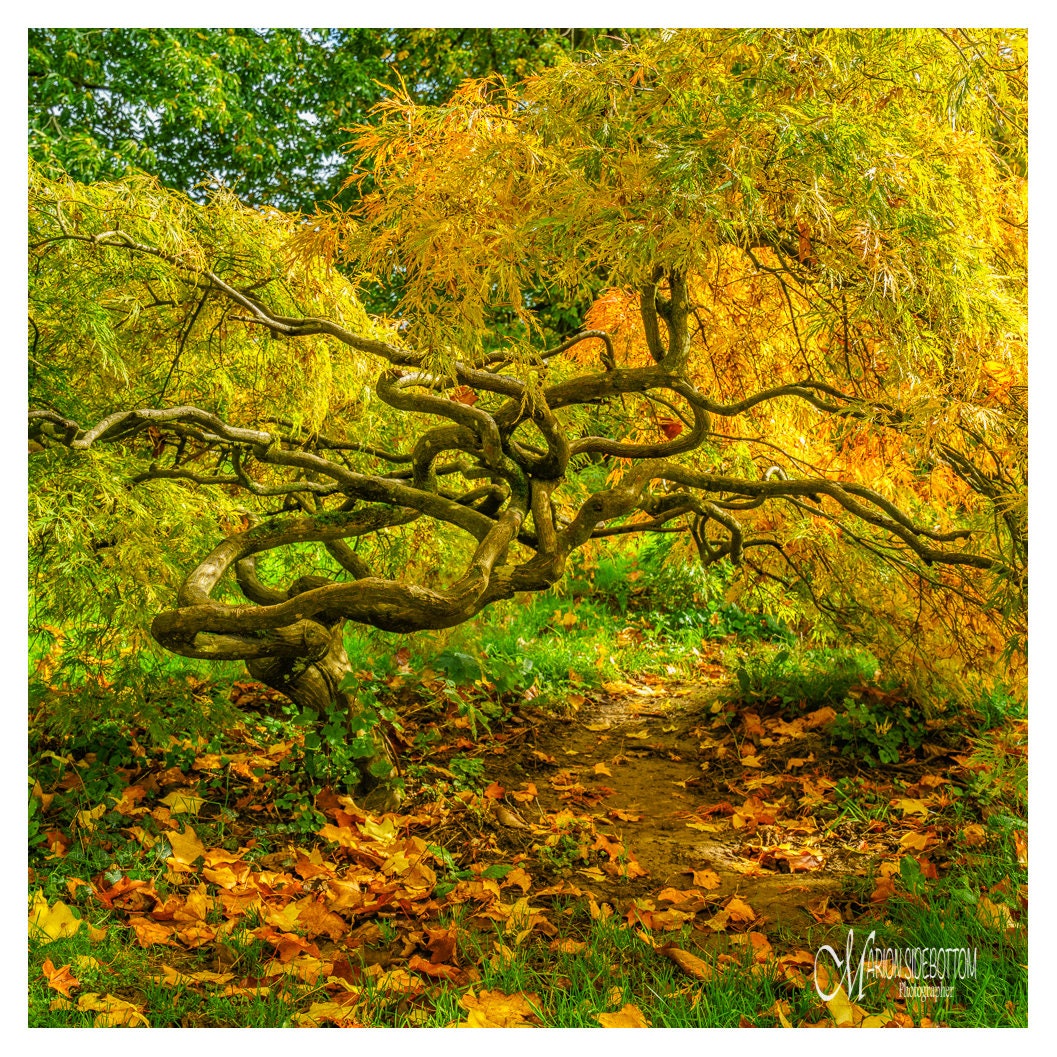 MAPLE TREE Cards, 6 Different Blank Cards, Colourful Japanese Maple ...
